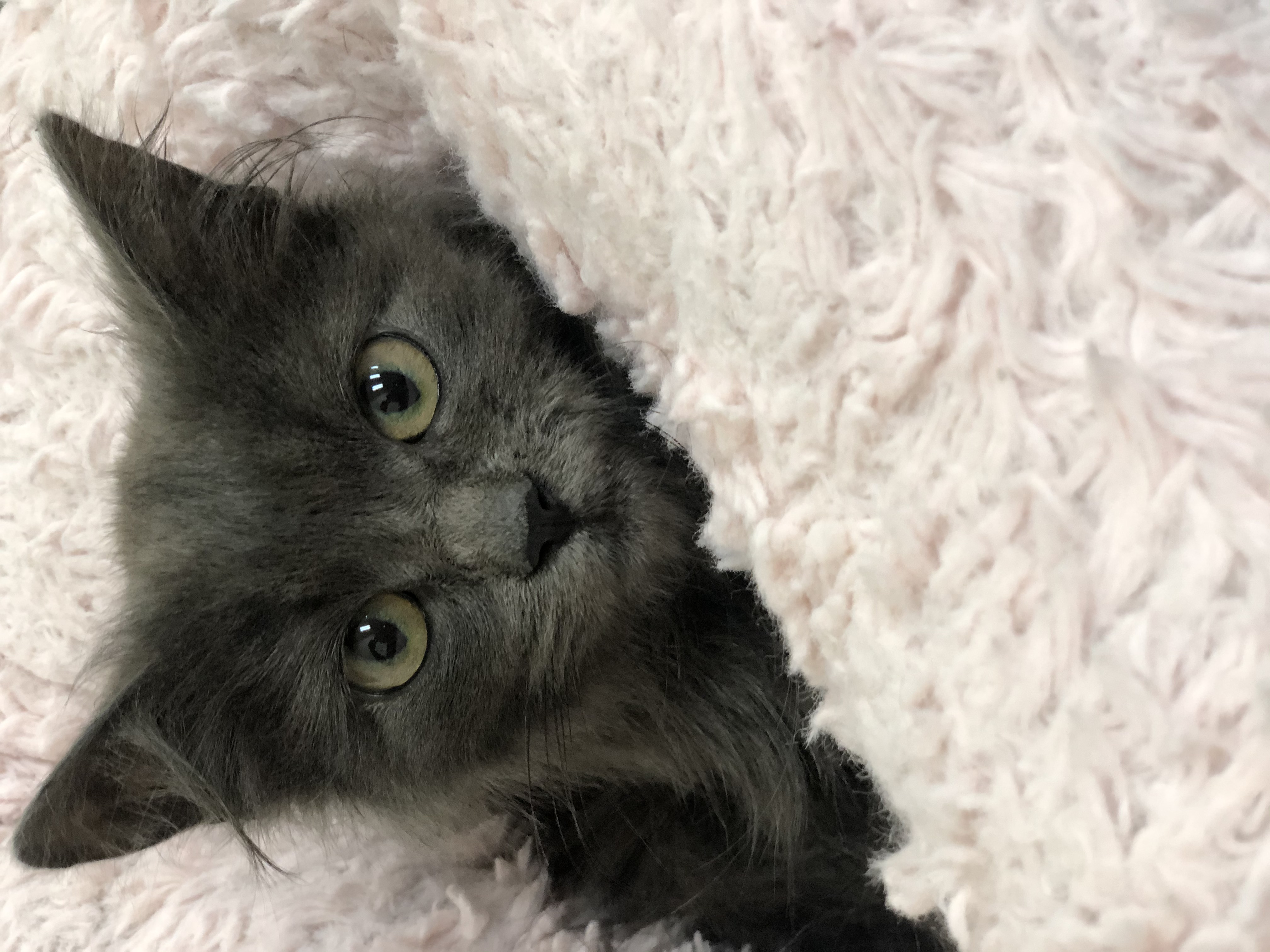 Animal Adoption - Hope For Paws Animal Rescue