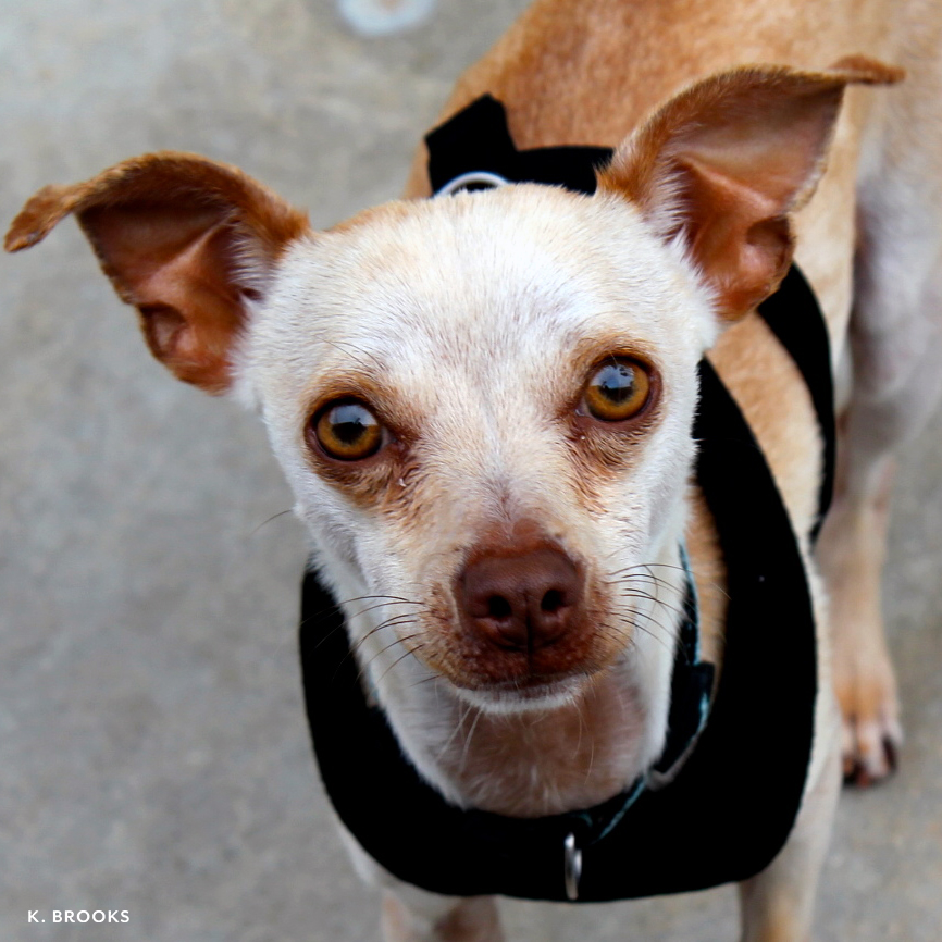 Chespi - Home at Last! - Humane Society of Ventura County