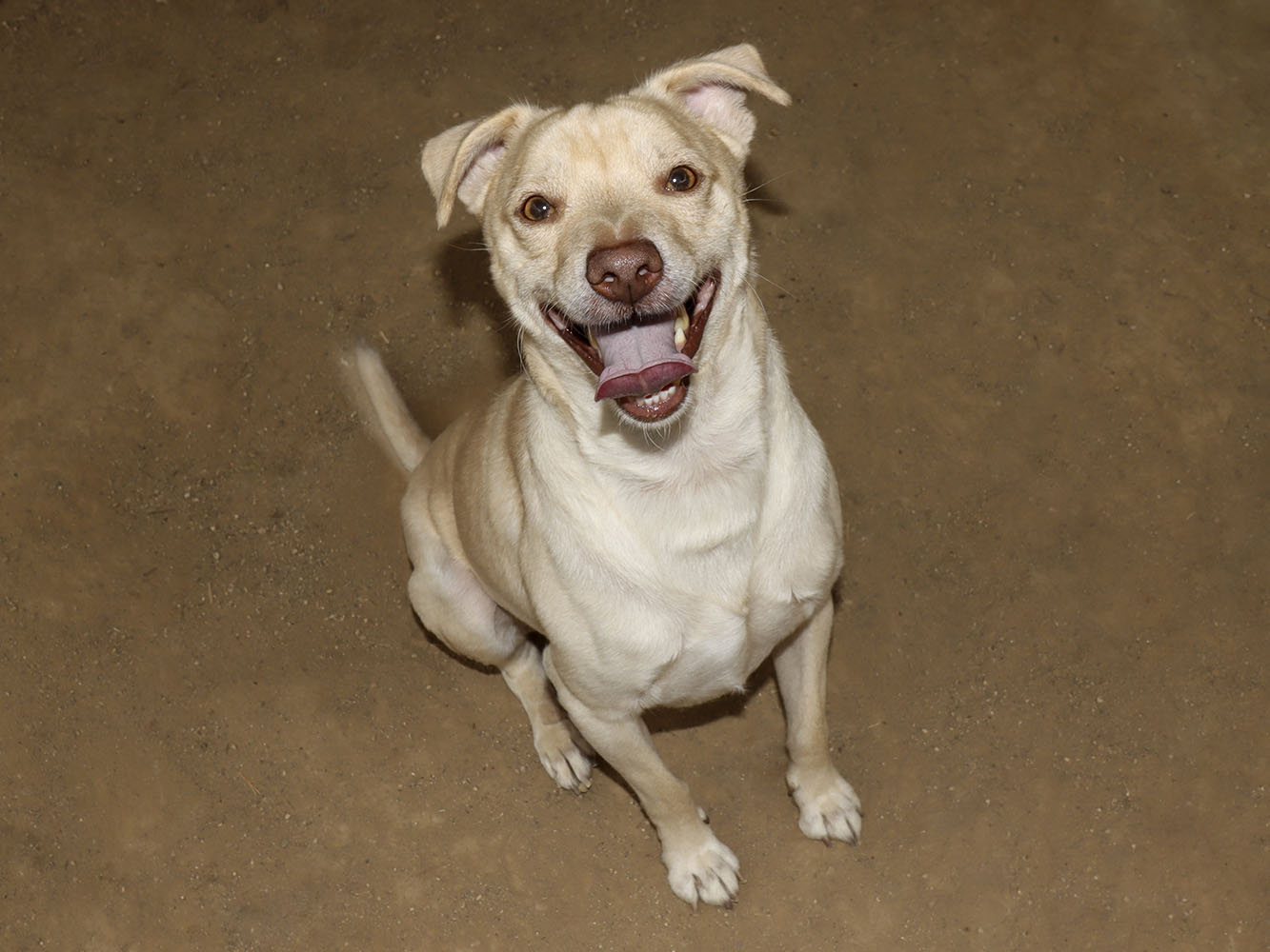 Yellow Lab Jack Russell Mix