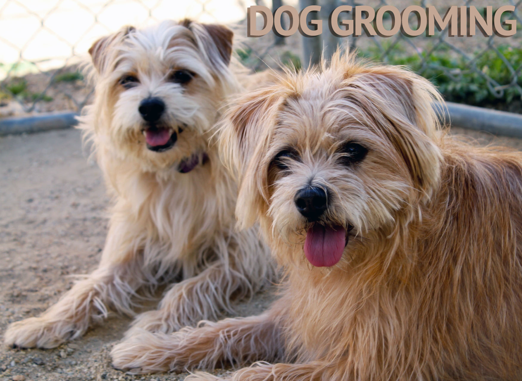 Dog Grooming Tips Humane Society Of Ventura County dog-grooming-tips-humane-society-of-ventura-county