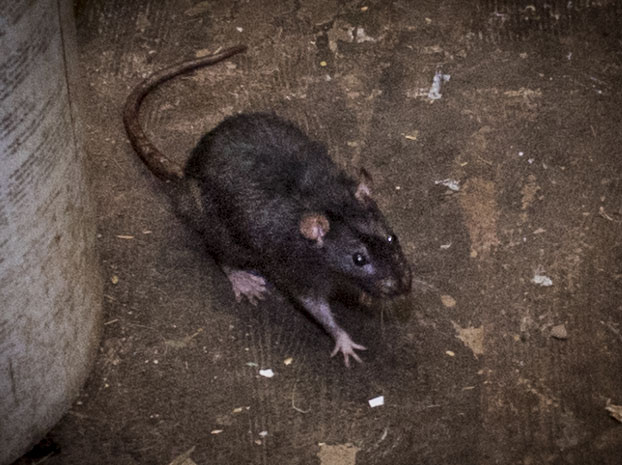 The Dangers of Rat Poison - Humane Society of Ventura County