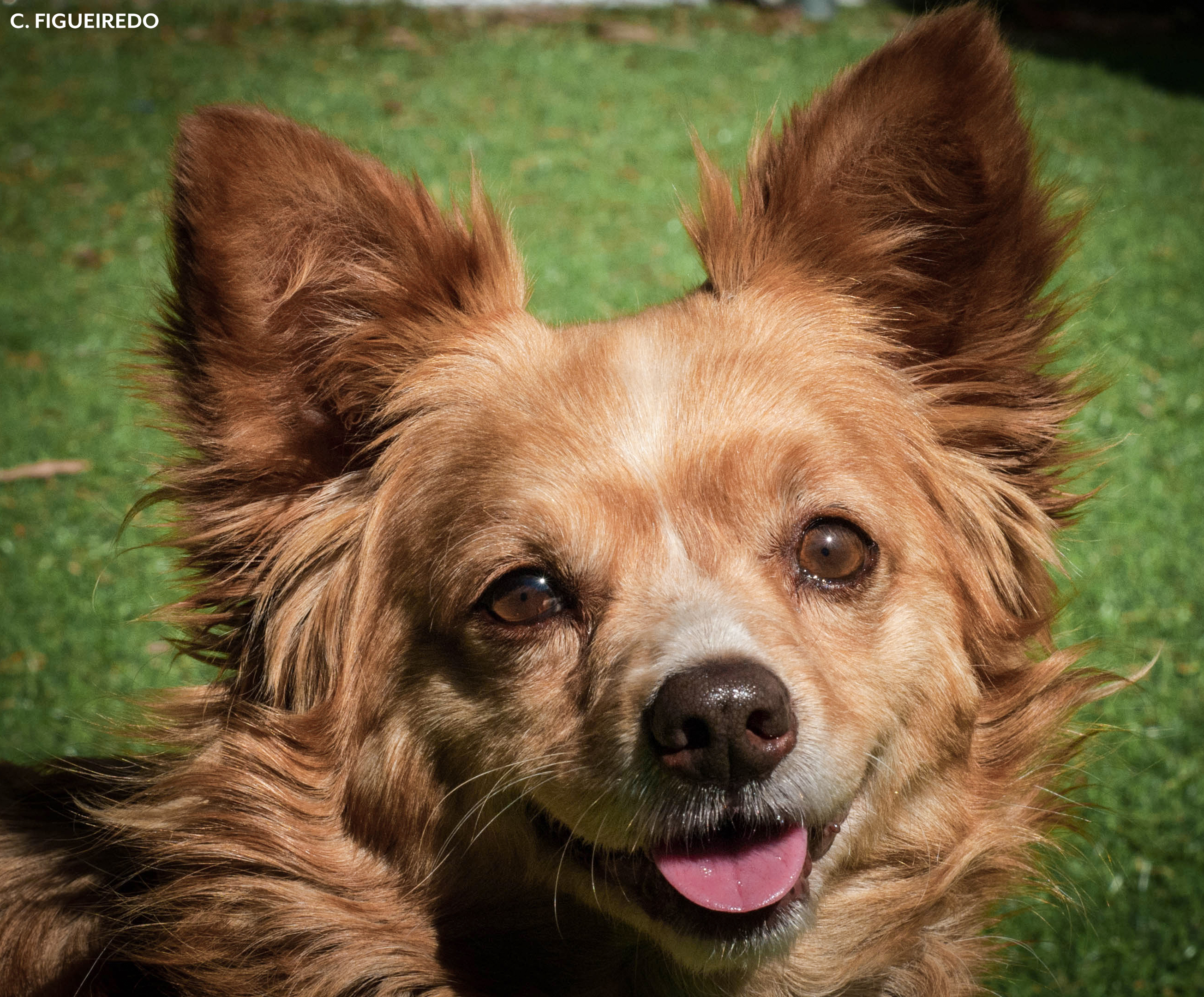 Pet of the Week - Chiquito - Humane Society of Ventura County