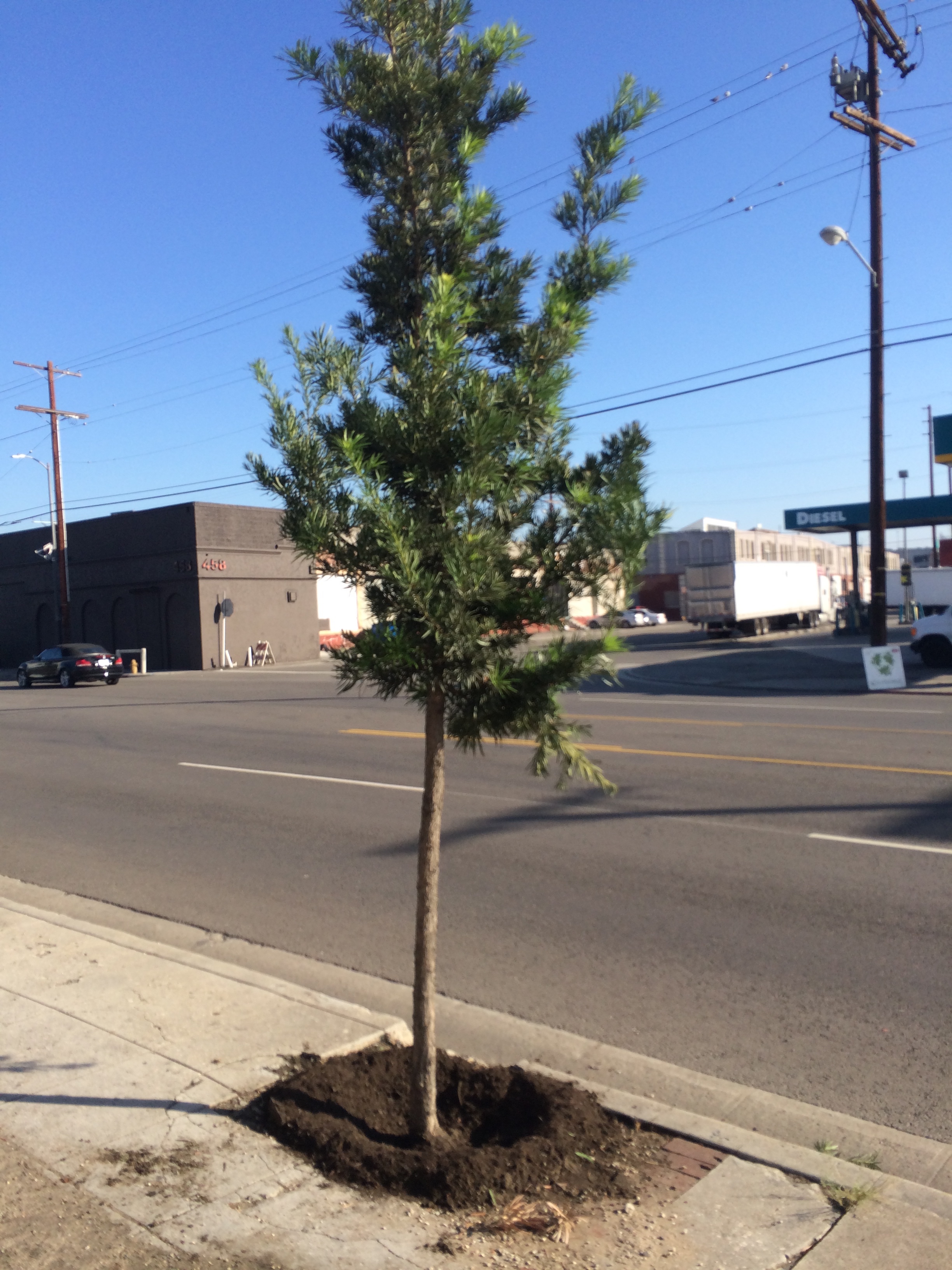 Many Thanks for a Successful Tree Care Event on Alameda St - Industrial ...