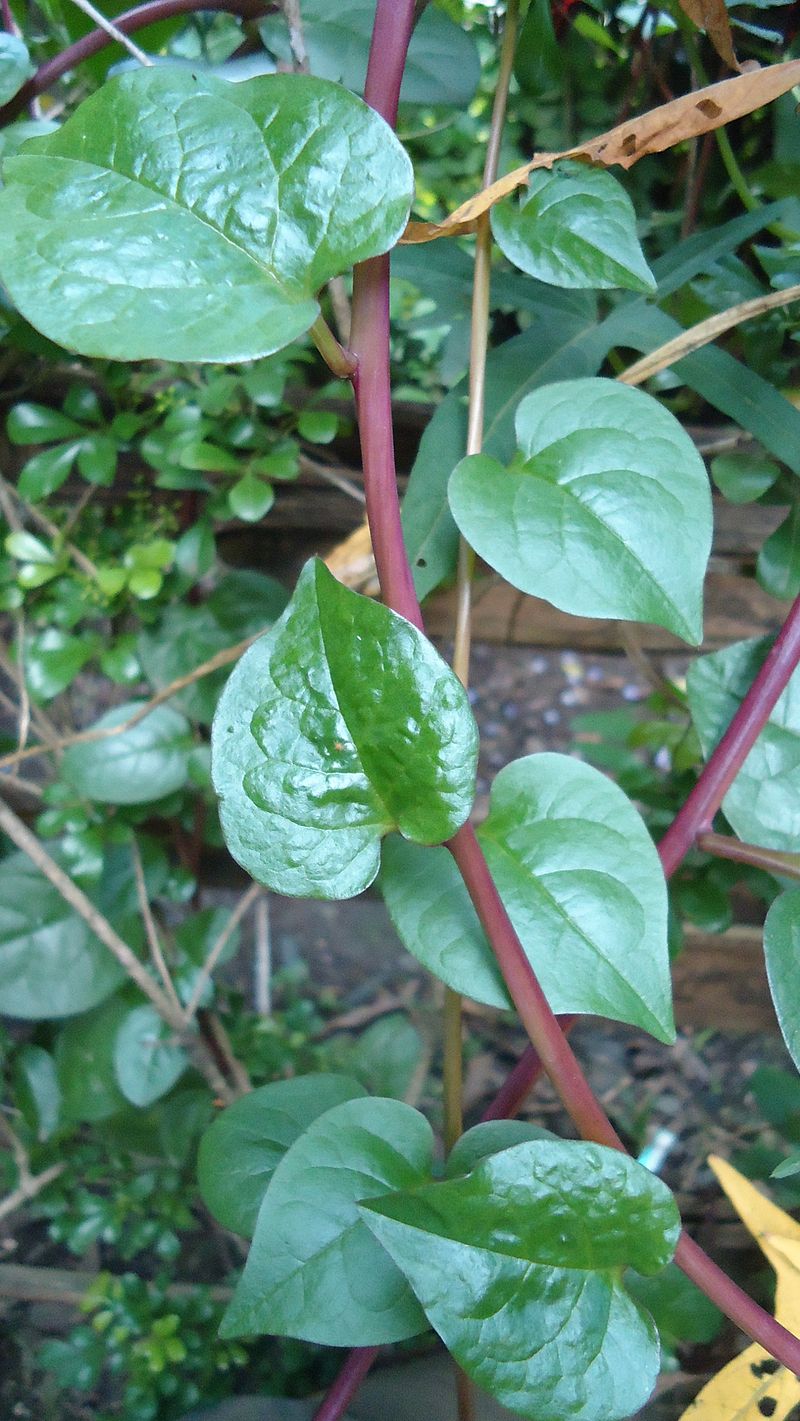 Recipe Malabar Spinach Stir Fry Los Angeles Green Grounds Recipe Malabar Spinach Stir Fry Los Angeles Green Grounds