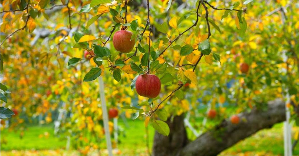 Fruit Trees - Home Gardening Apple, Cherry, Pear, Plum: Permaculture ...