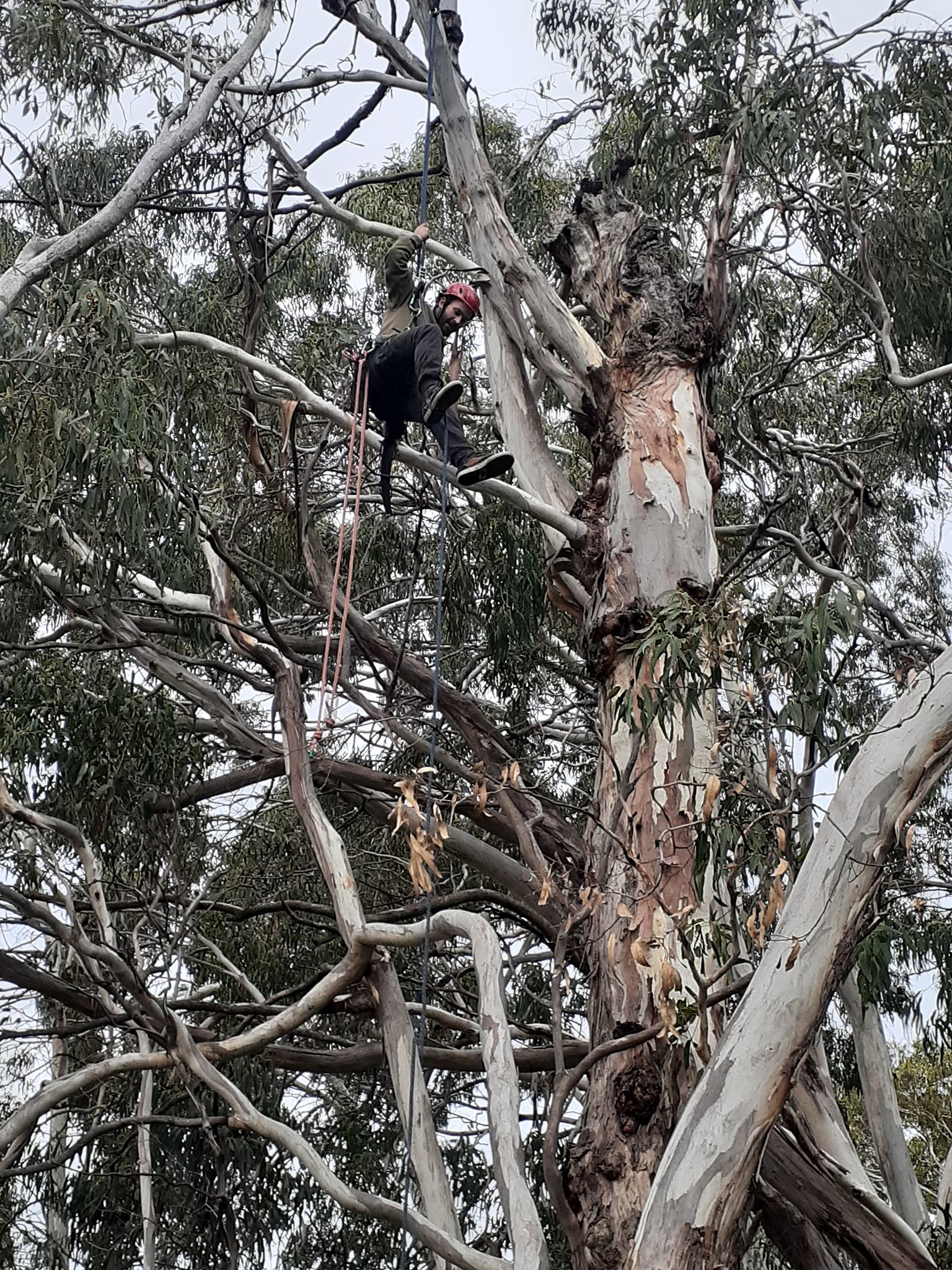 Nesting Boxes at Seven Mile Beach - Landcare Tasmania