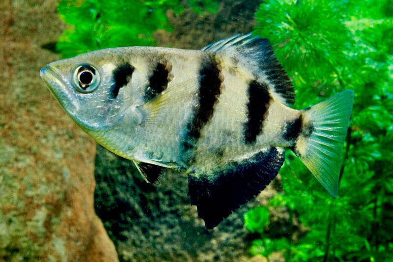 Fish of the Fitzroy River - Kimberley - Like Nowhere Else