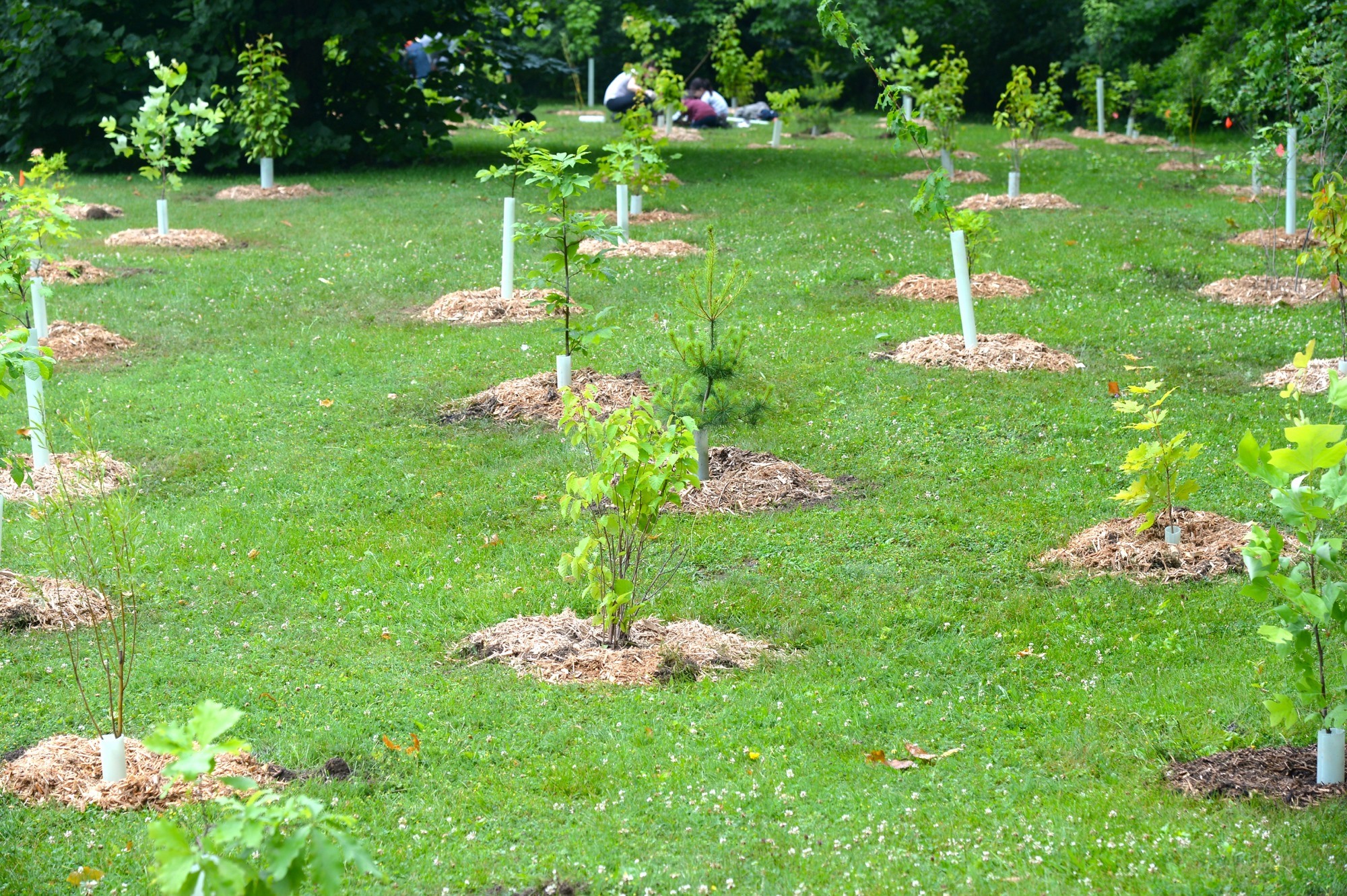 Tree Aftercare - August 4 - London Environmental Network