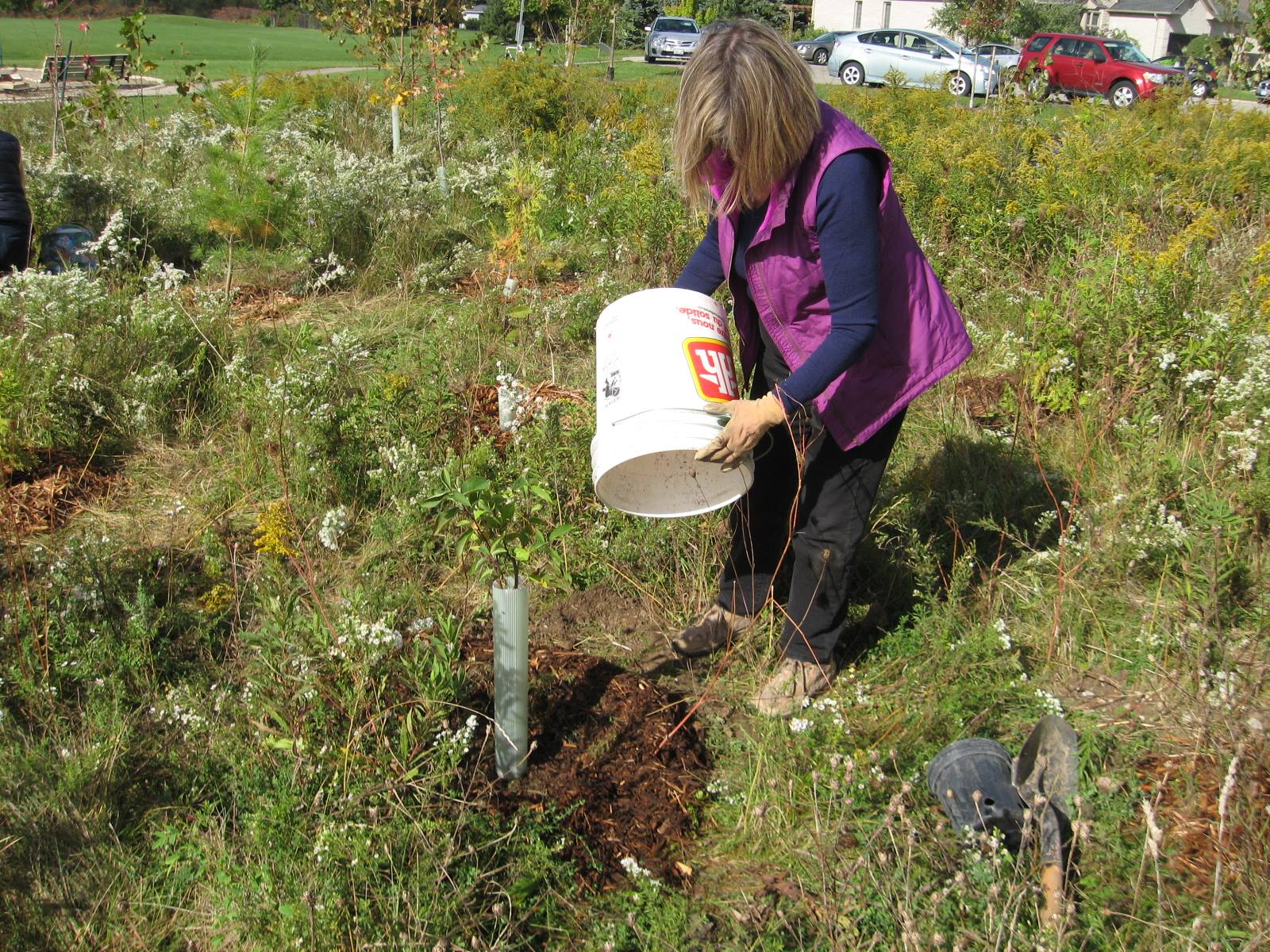 Tree Aftercare at Canterbury Park - London Environmental Network