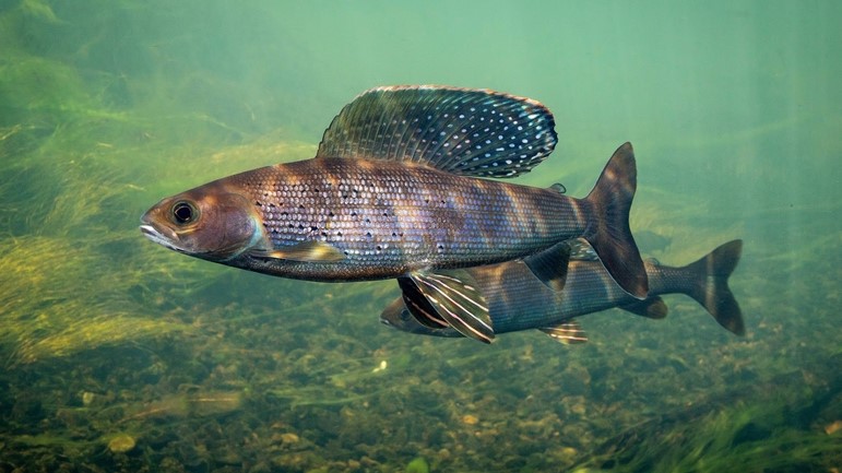 Arctic Grayling - Lesser Slave Watershed Council