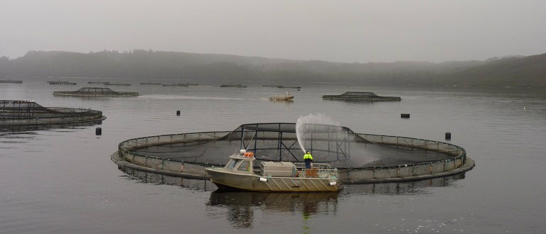 Cleaning Up Fish Farms - Environment Tasmania