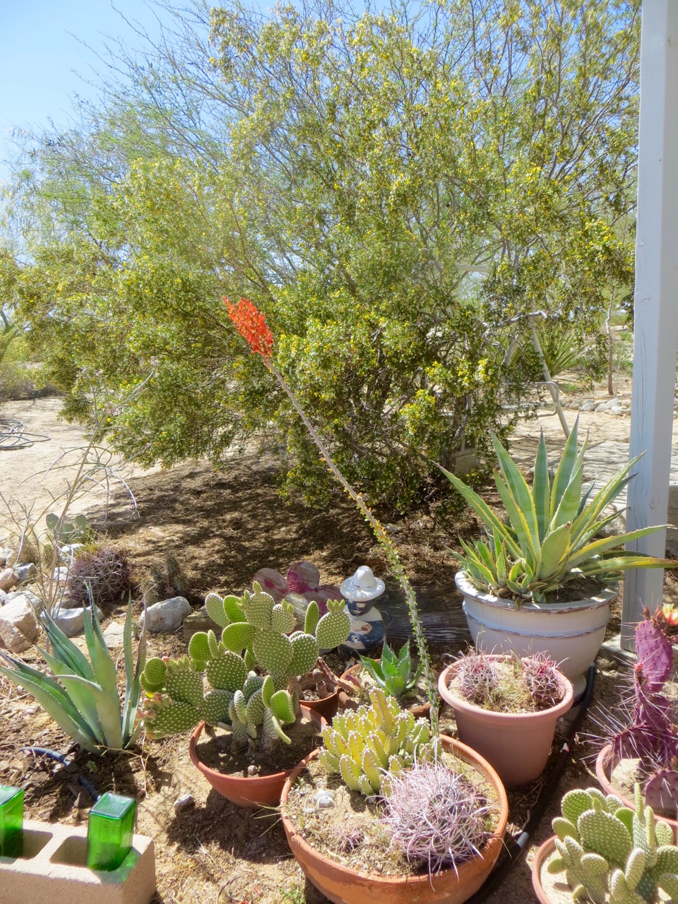 2018 Landscape Tour Essay Contest - Morongo Basin Conservation Association