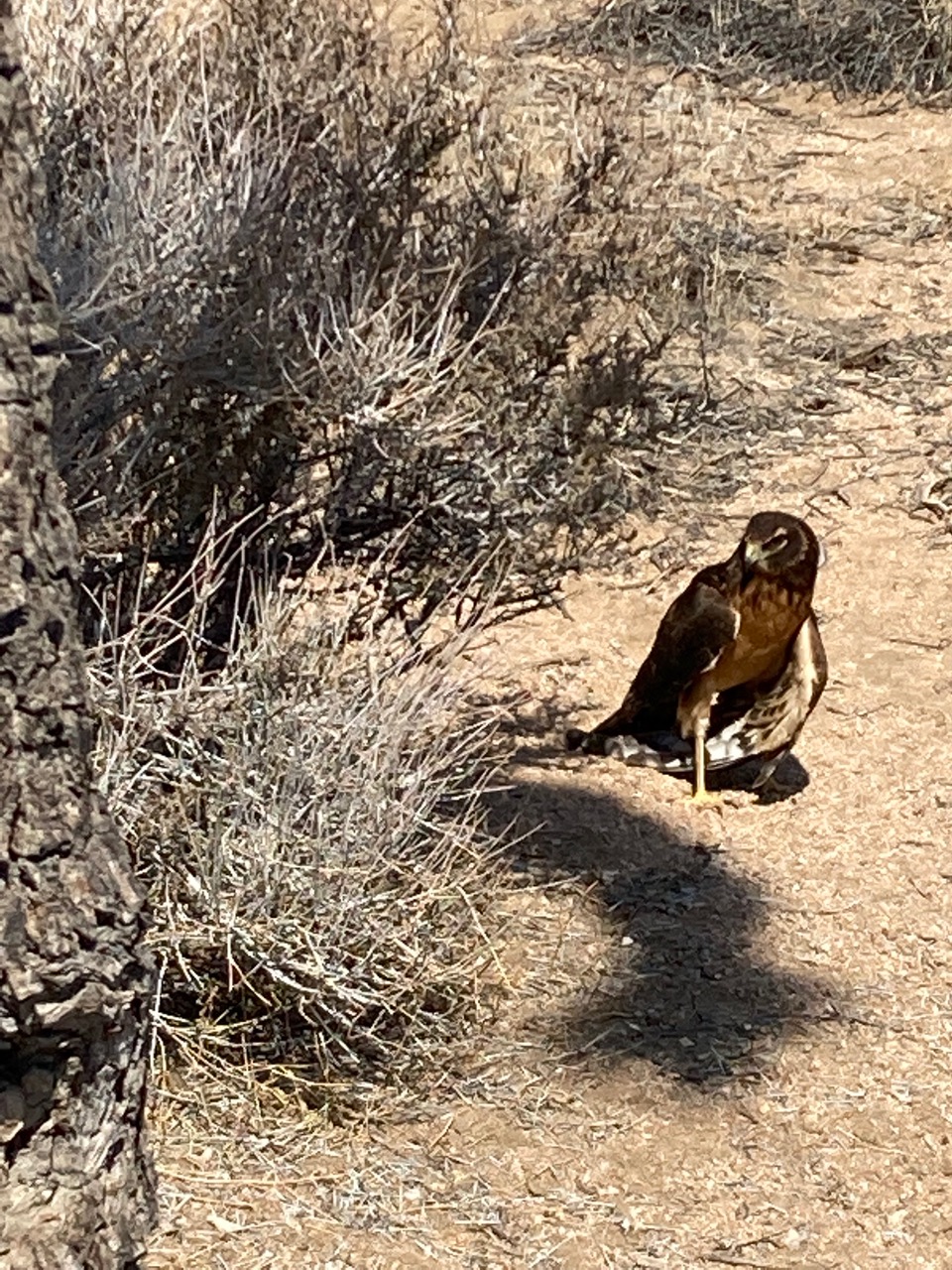 Raptor - MBCA test