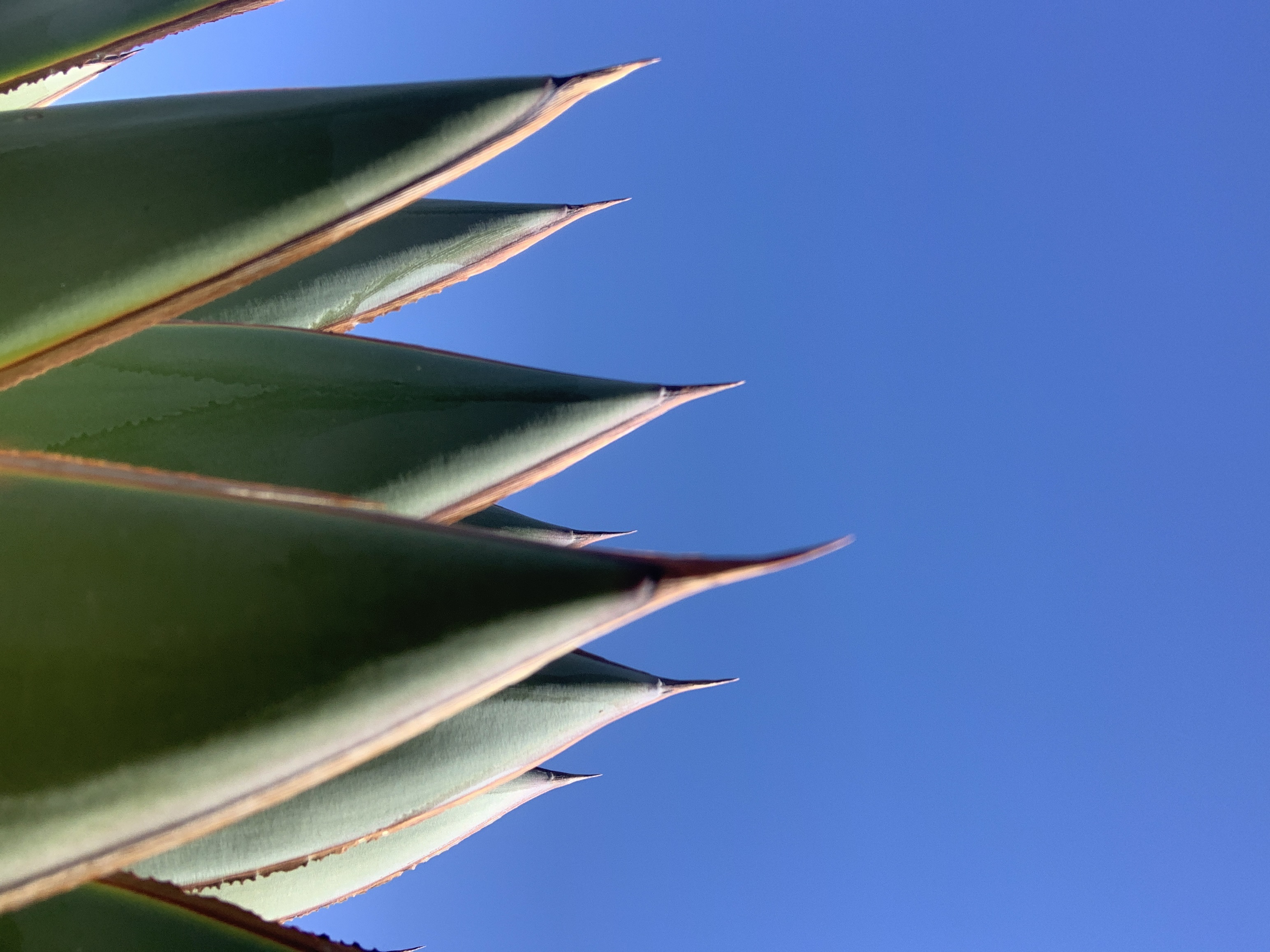Native Plants - Morongo Basin Conservation Association
