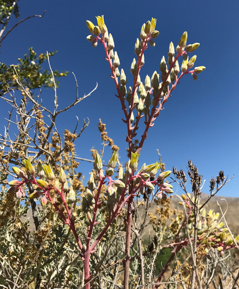Native Plants - Morongo Basin Conservation Association