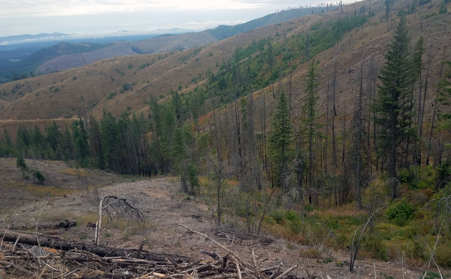 Visiting a Clearcut