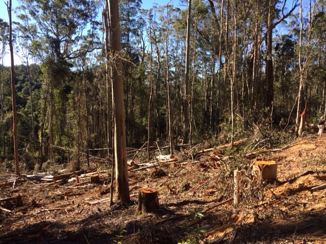 EPA DENY THEY PROVED LOGGING BAD FOR KOALAS - North East Forest Alliance
