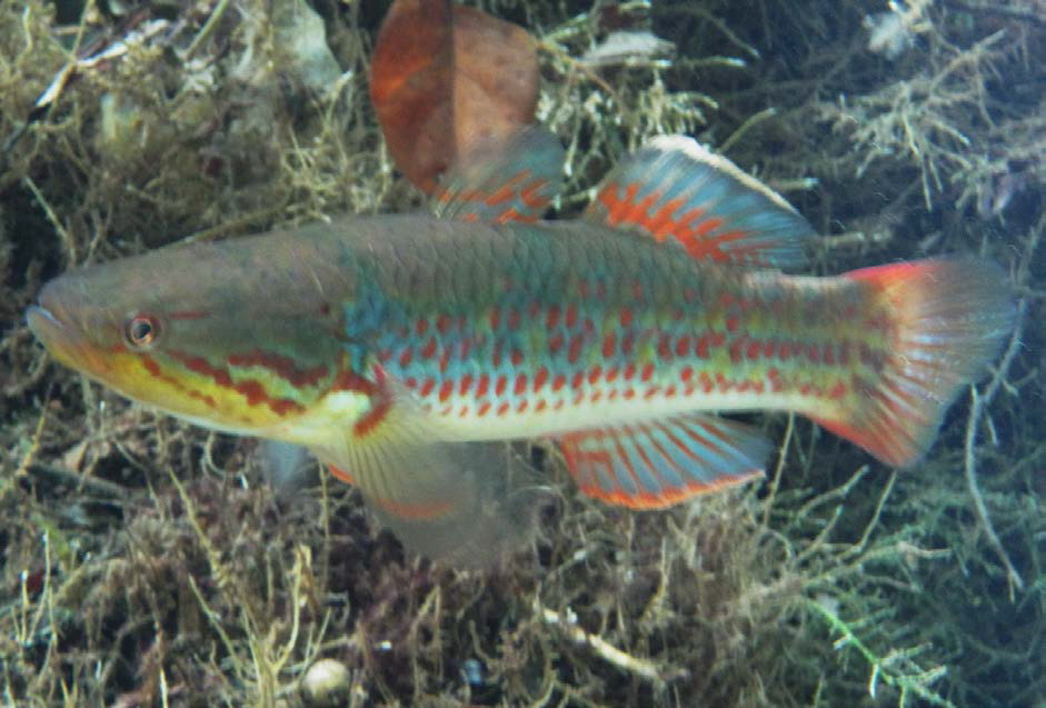 Fisheries Must Stop Illegal Logging of Purple Spotted Gudgeon Habitat ...