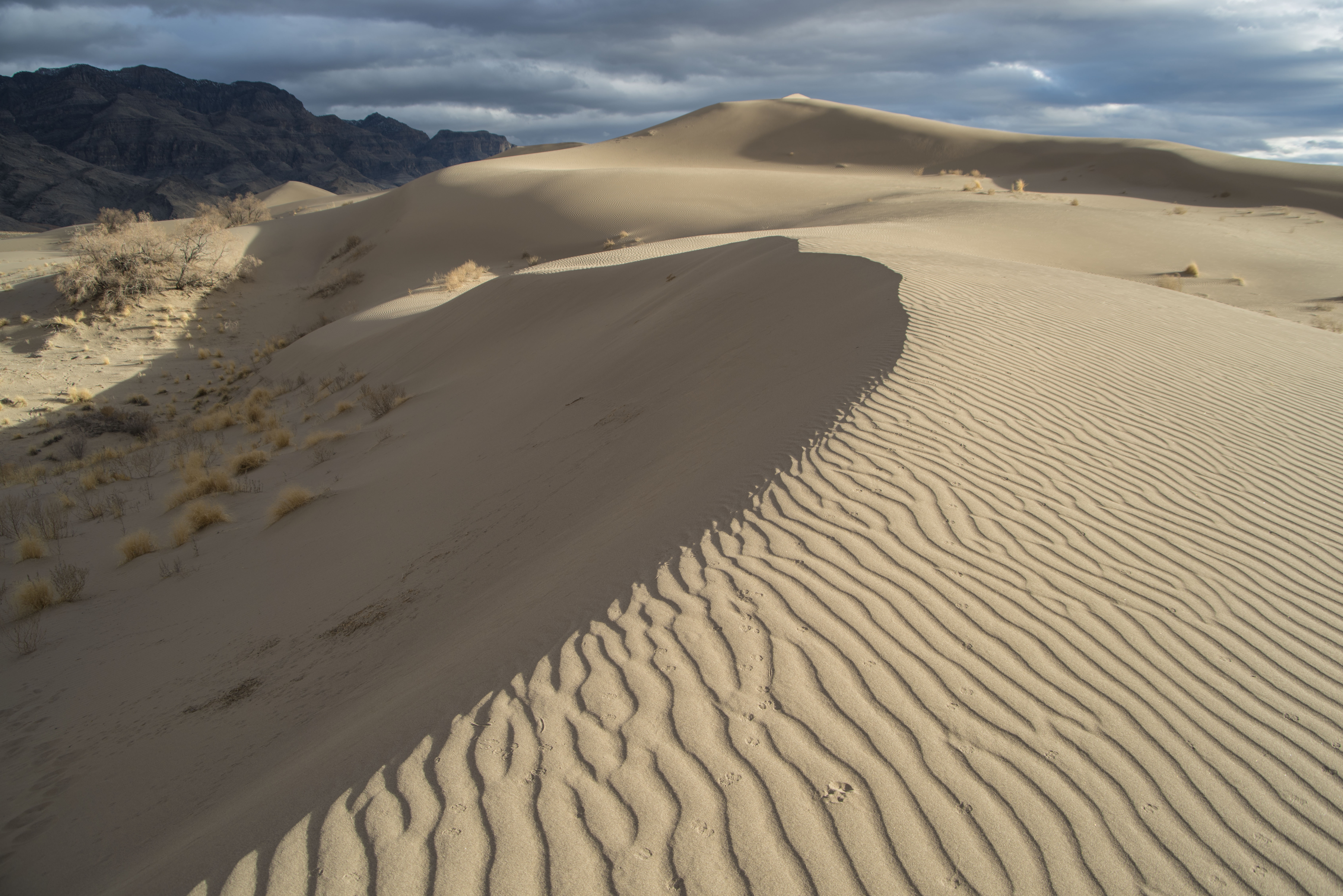 Sheep Range Proposed Wilderness - Friends of Nevada Wilderness