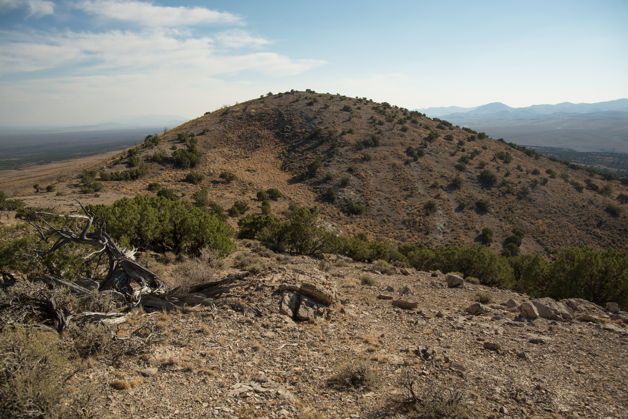 Cedar Ridge Wilderness Study Area - Friends of Nevada Wilderness