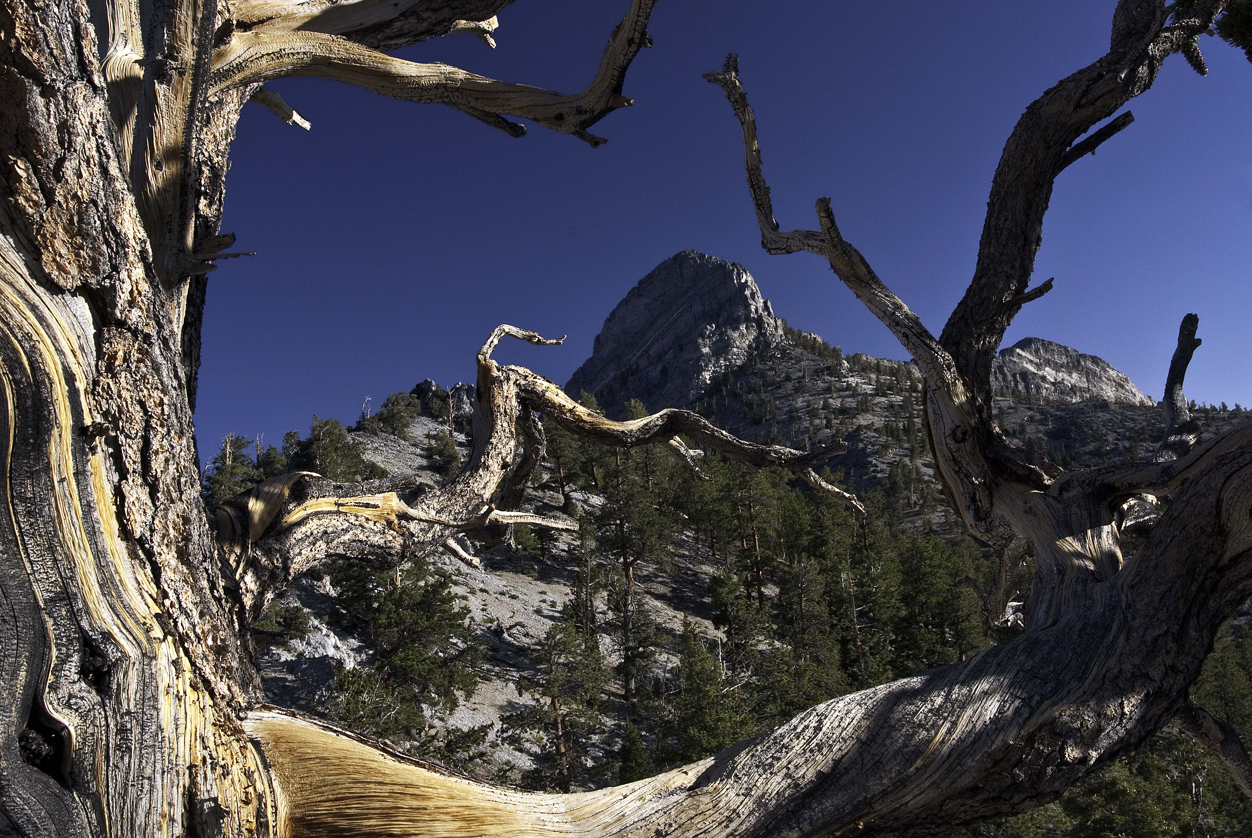 Mount Charleston Wilderness What's Out There? - Friends of Nevada ...