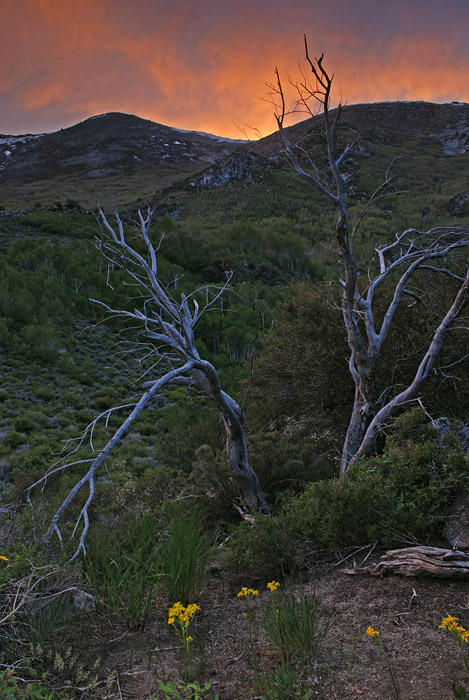 Santa Rosa Mountains Easy Pass 5 - Friends of Nevada Wilderness