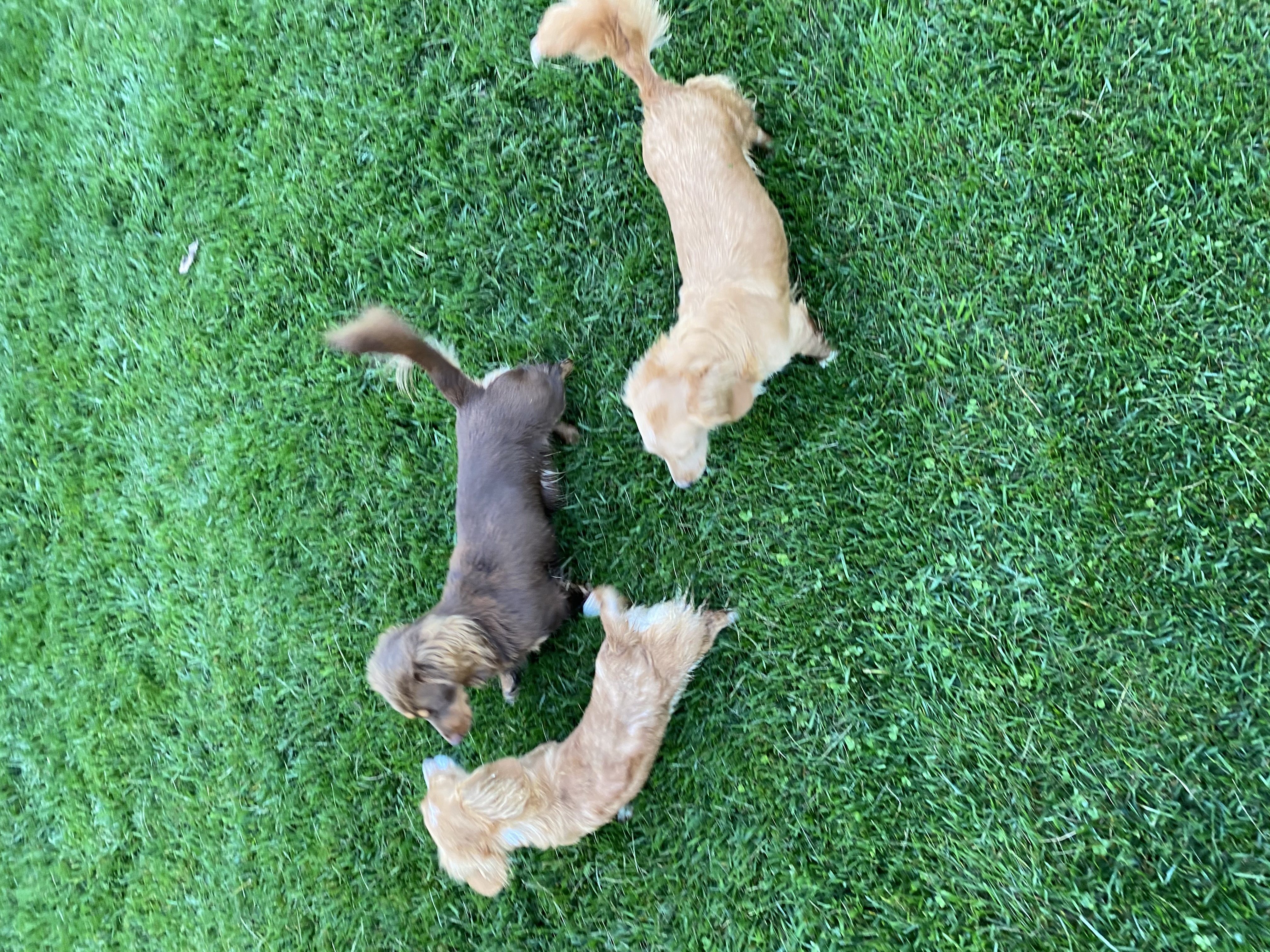 Amish Dog Factories - Peace & Prosperity Committee