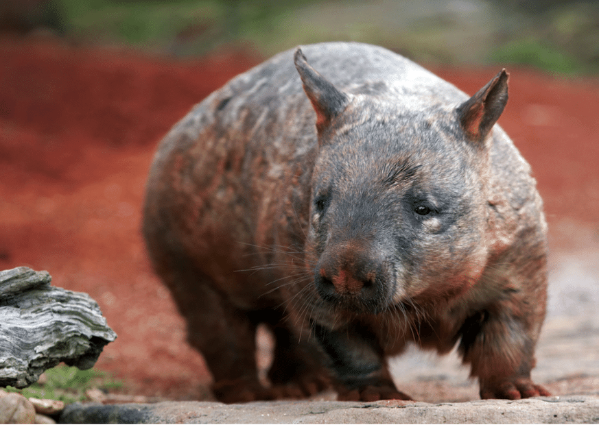 Protected Areas Campaign - Queensland Conservation Council