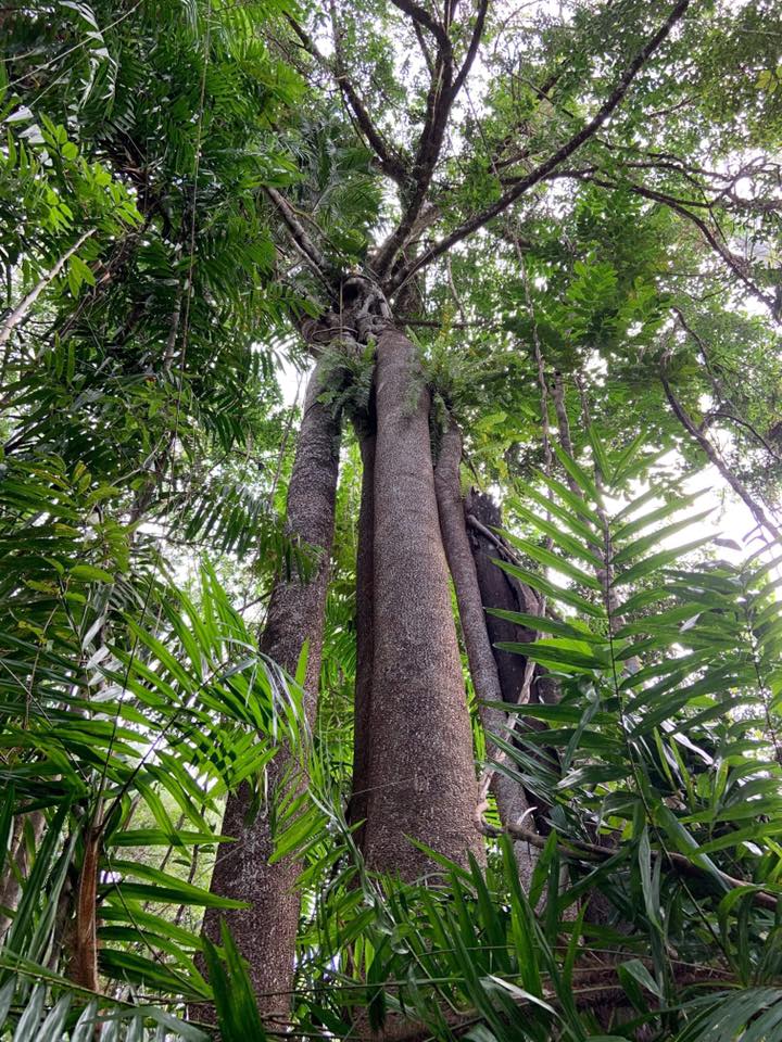 Lot 124 in the Daintree FAQs - Rainforest 4