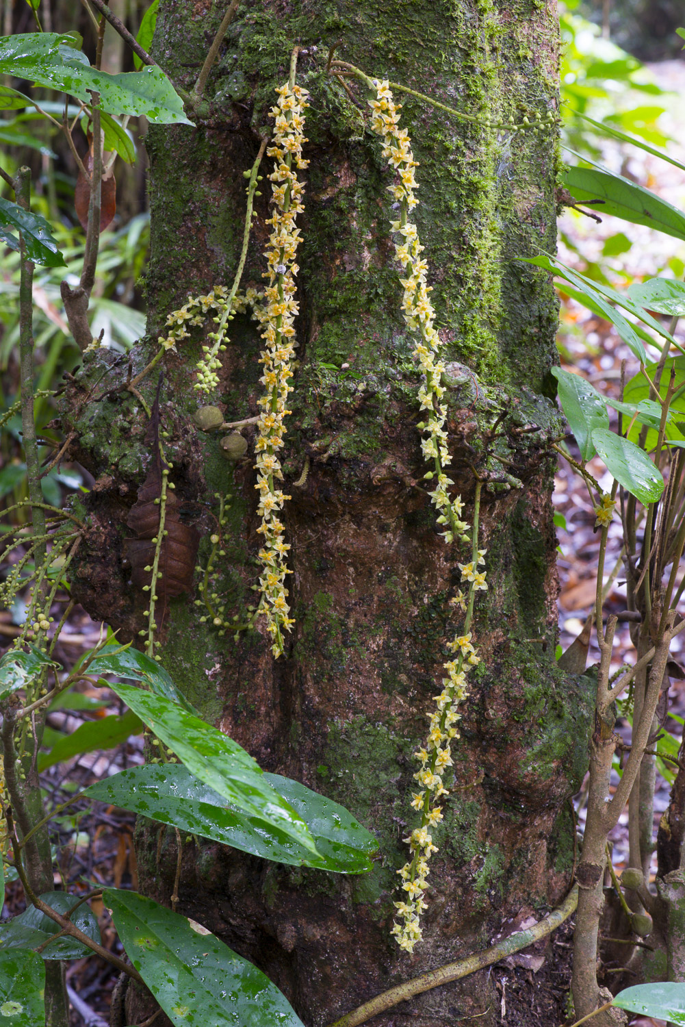 Endangered plants on Lot 157 need your help
