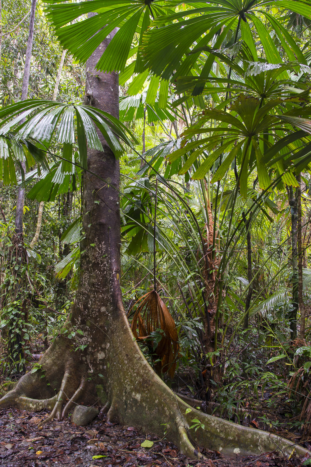 Saving Daintree’s Lot 157 and its exceptional biodiversity - Rainforest 4