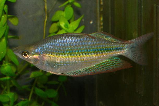 Results of Daintree aquatic ecology survey - Rainforest 4