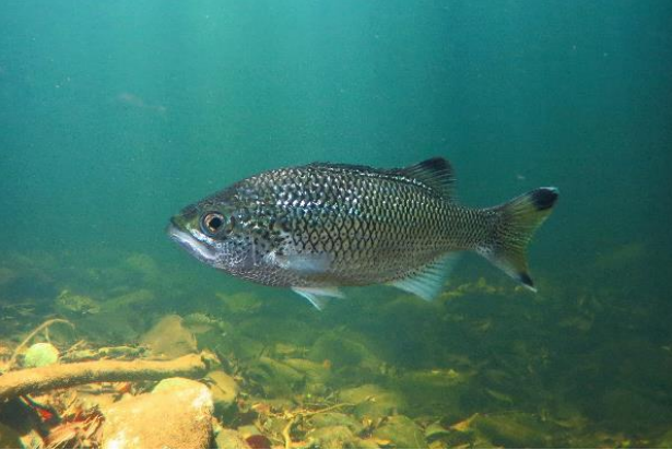 Results of Daintree aquatic ecology survey - Rainforest 4