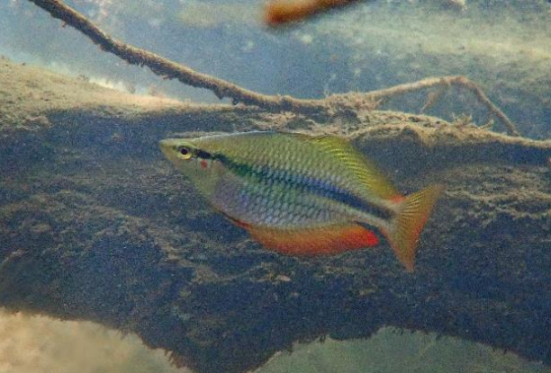 Results of Daintree aquatic ecology survey - Rainforest 4