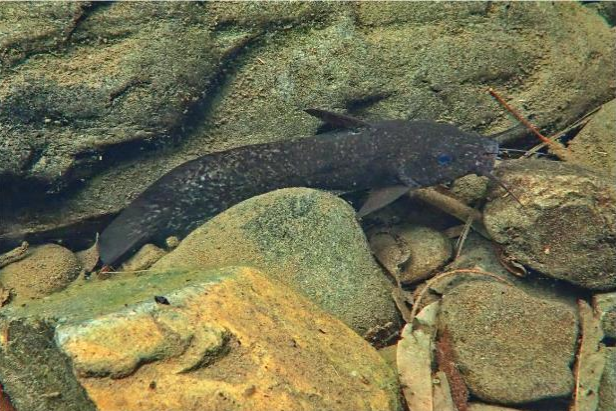Survey identifies the Critically Endangered Daintree Rainbow Fish ...