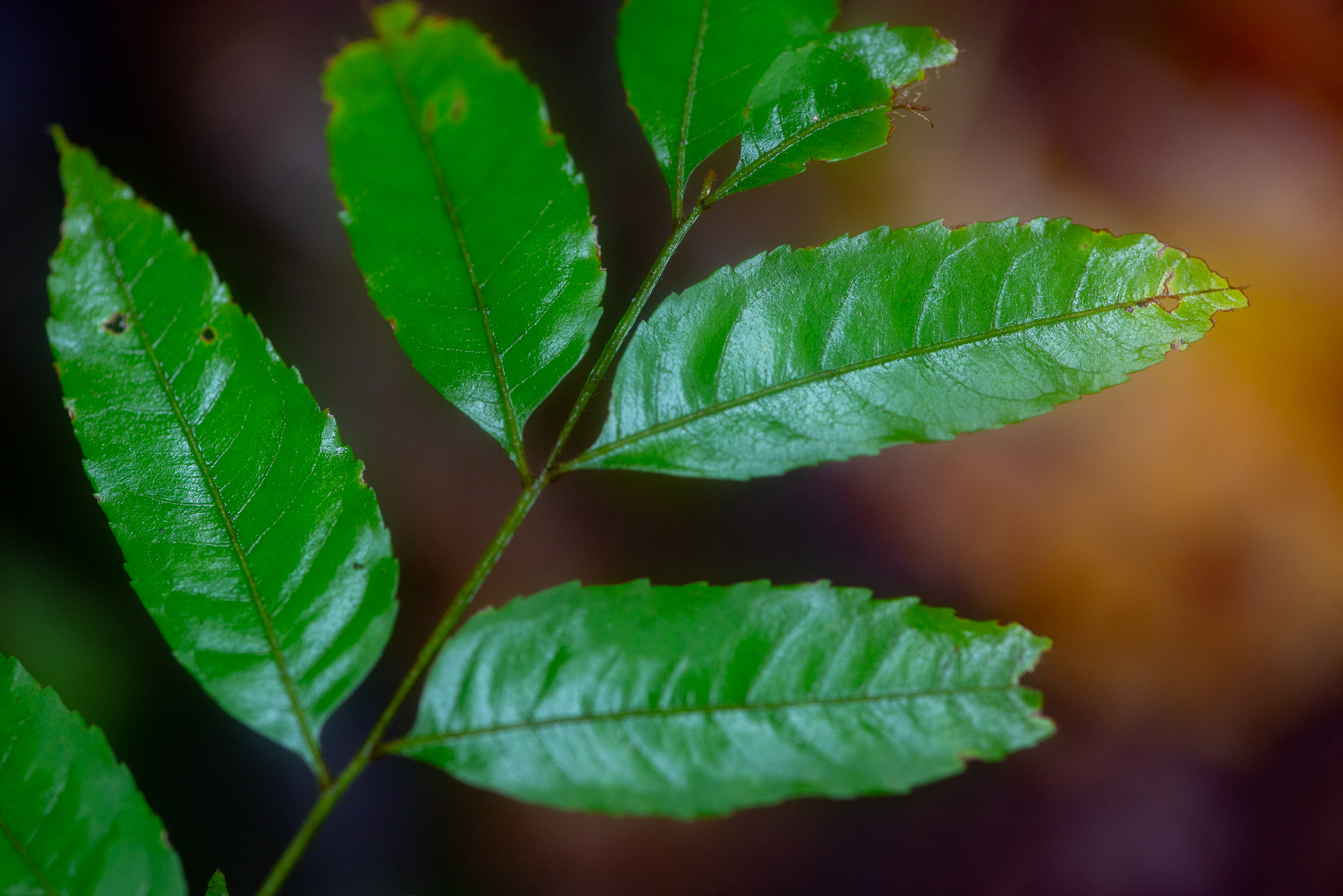 Survey of Daintree's Lot 257 identifies five threatened species - Save ...