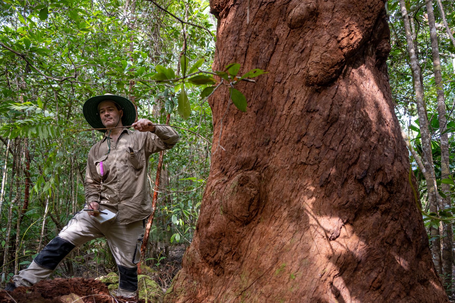 Survey of Daintree’s Lot 505 identifies important habitat for the ...