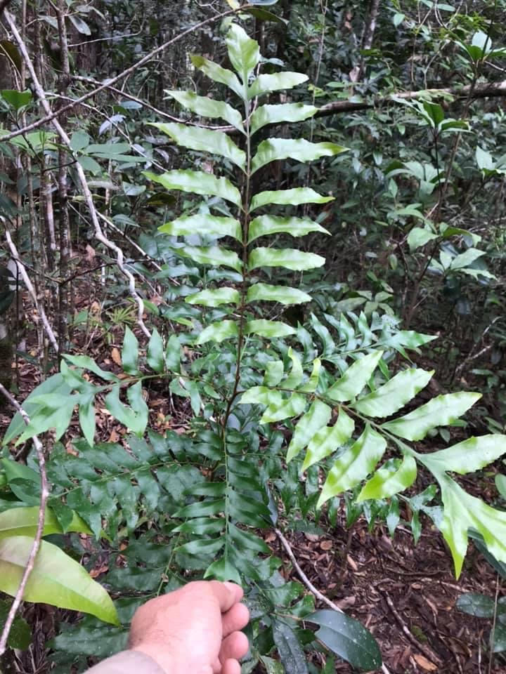 Interesting, endemic and threatened plant species of the Daintree ...