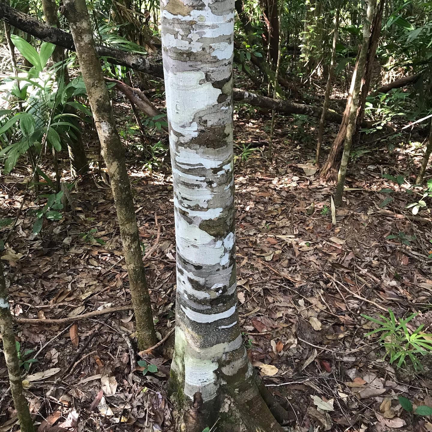 Survey of Daintree's Lot 213 finds threatened Gardenia - Rainforest 4