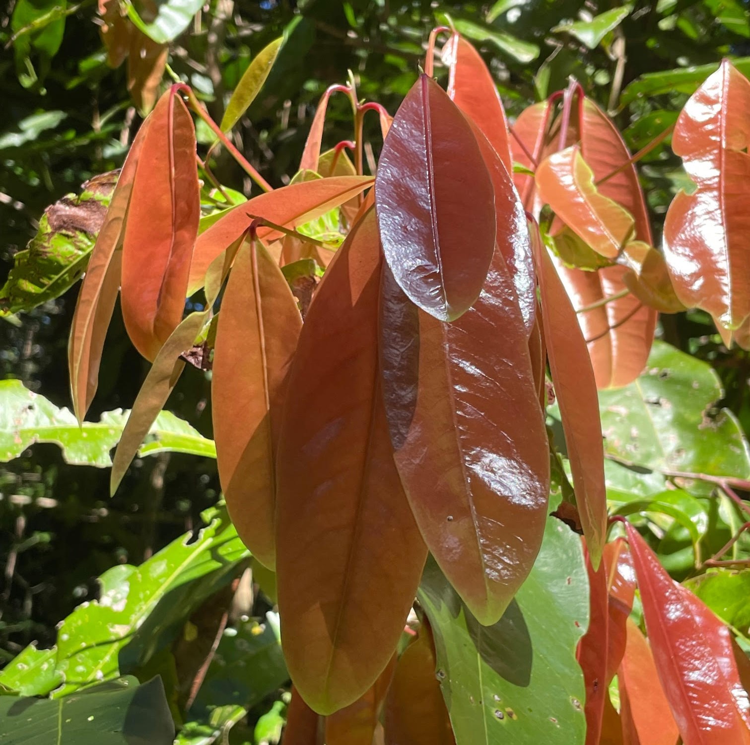 Survey of Daintree’s Lot 2 finds rare and threatened plant species ...