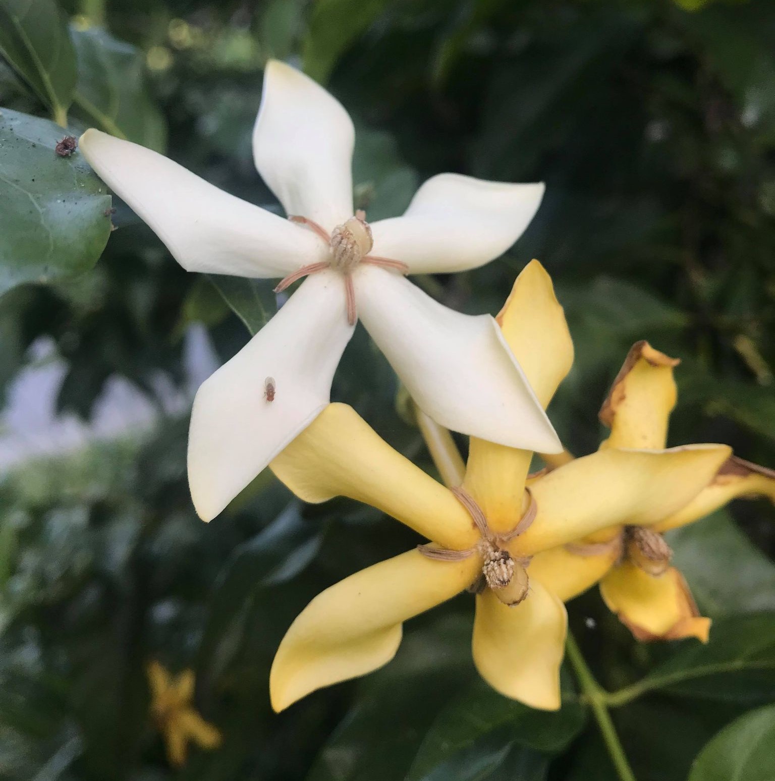 Survey of Daintree's Lot 257 identifies five threatened species - Save ...