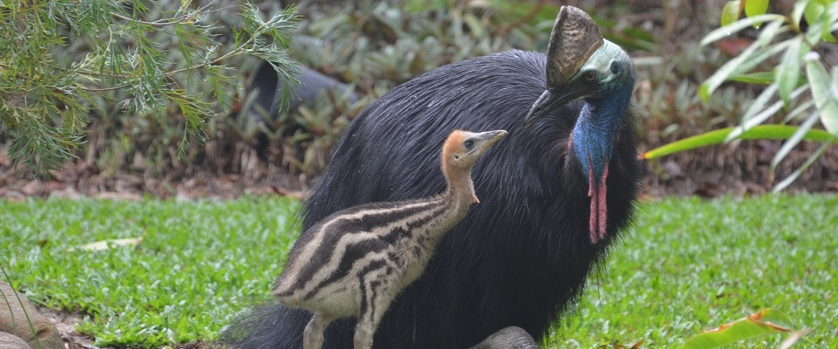 Six things you (probably) don't know about the Cassowary - Save the ...