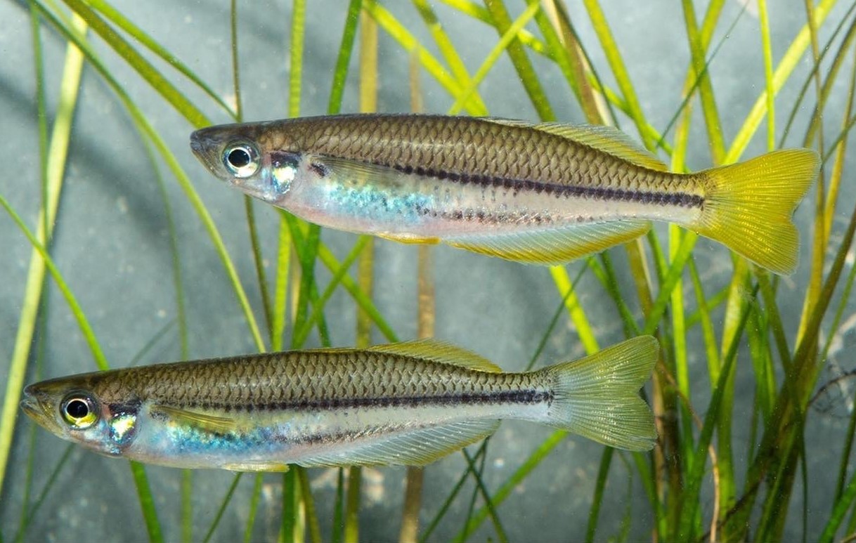 FAQ's for Daintree’s Lot 93 - Rainforest 4