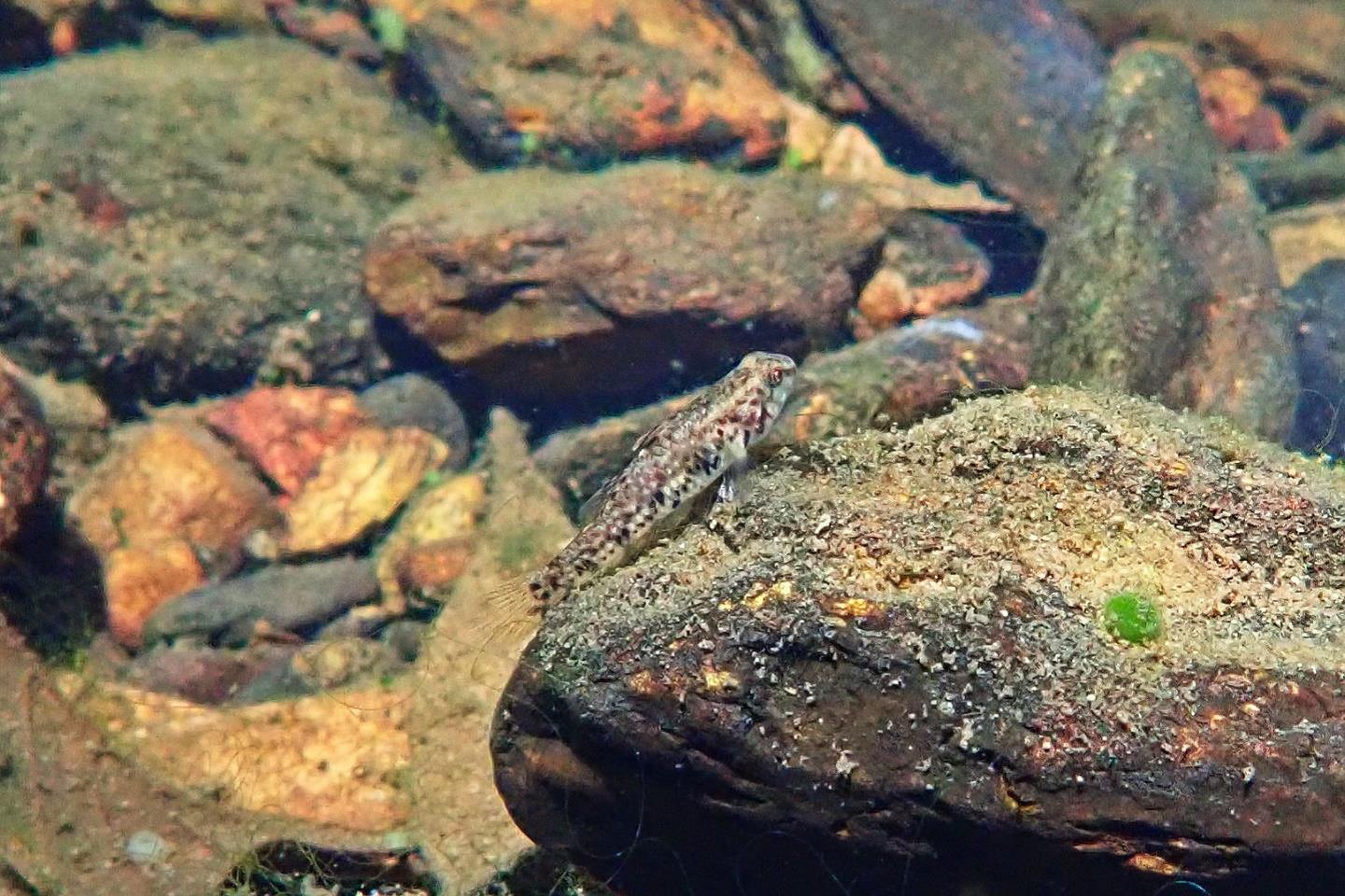 Survey identifies the Critically Endangered Daintree Rainbow Fish ...