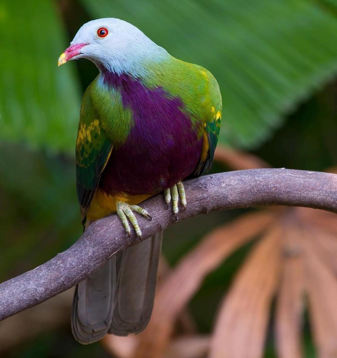 Survey of Daintree's Lot 257 identifies five threatened species - Save ...