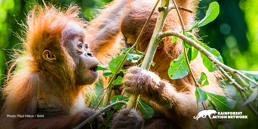 Conflict Palm Oil - Rainforest Action Network