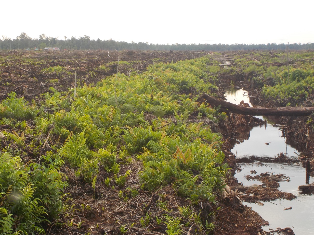 Conflict Palm Oil - Rainforest Action Network