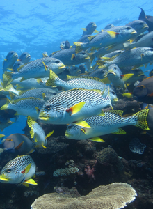 Threats to Reef Health - Reef Check Australia