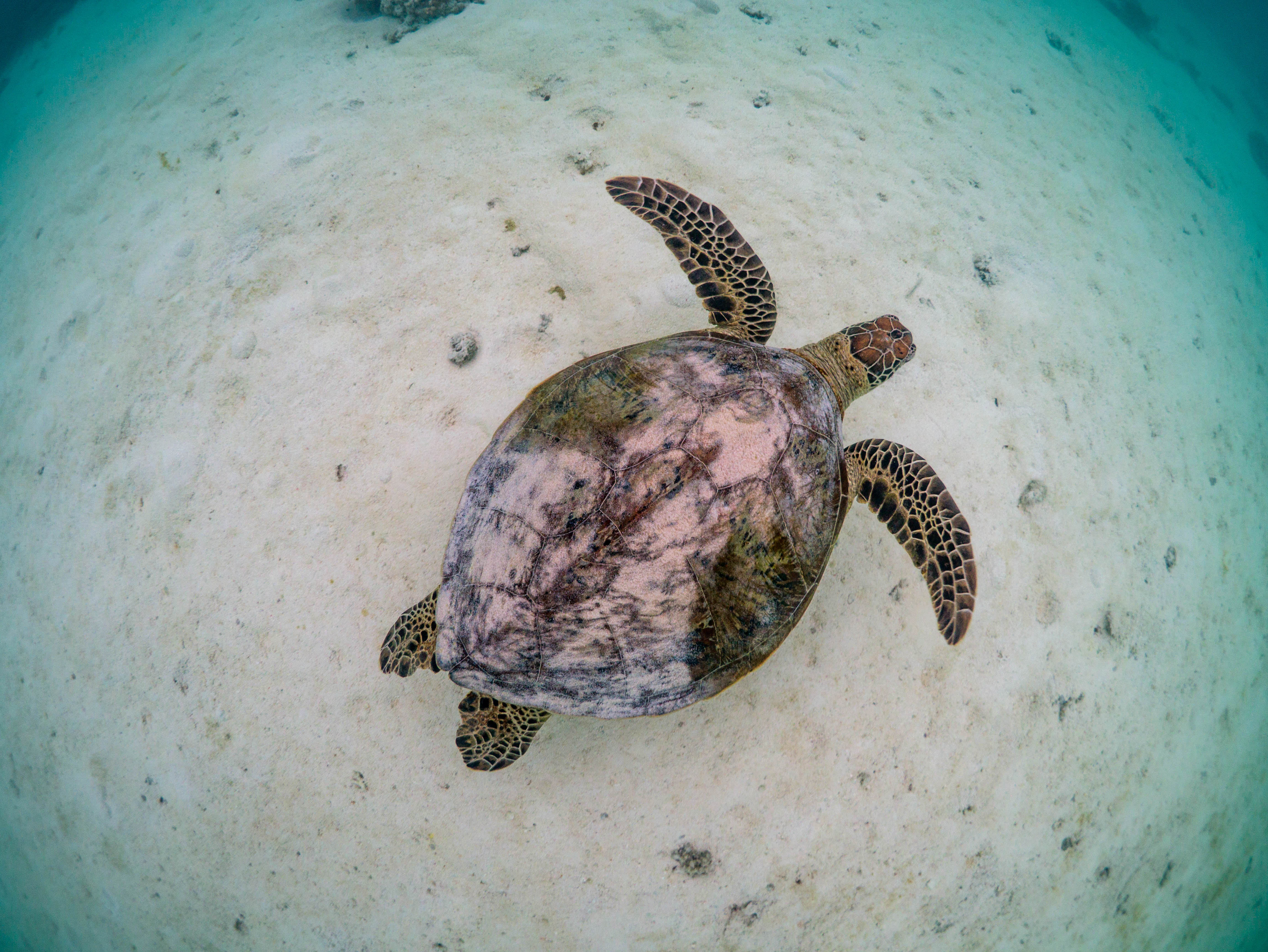 Reef Check update with Fitzroy Report Card - Reef Check Australia