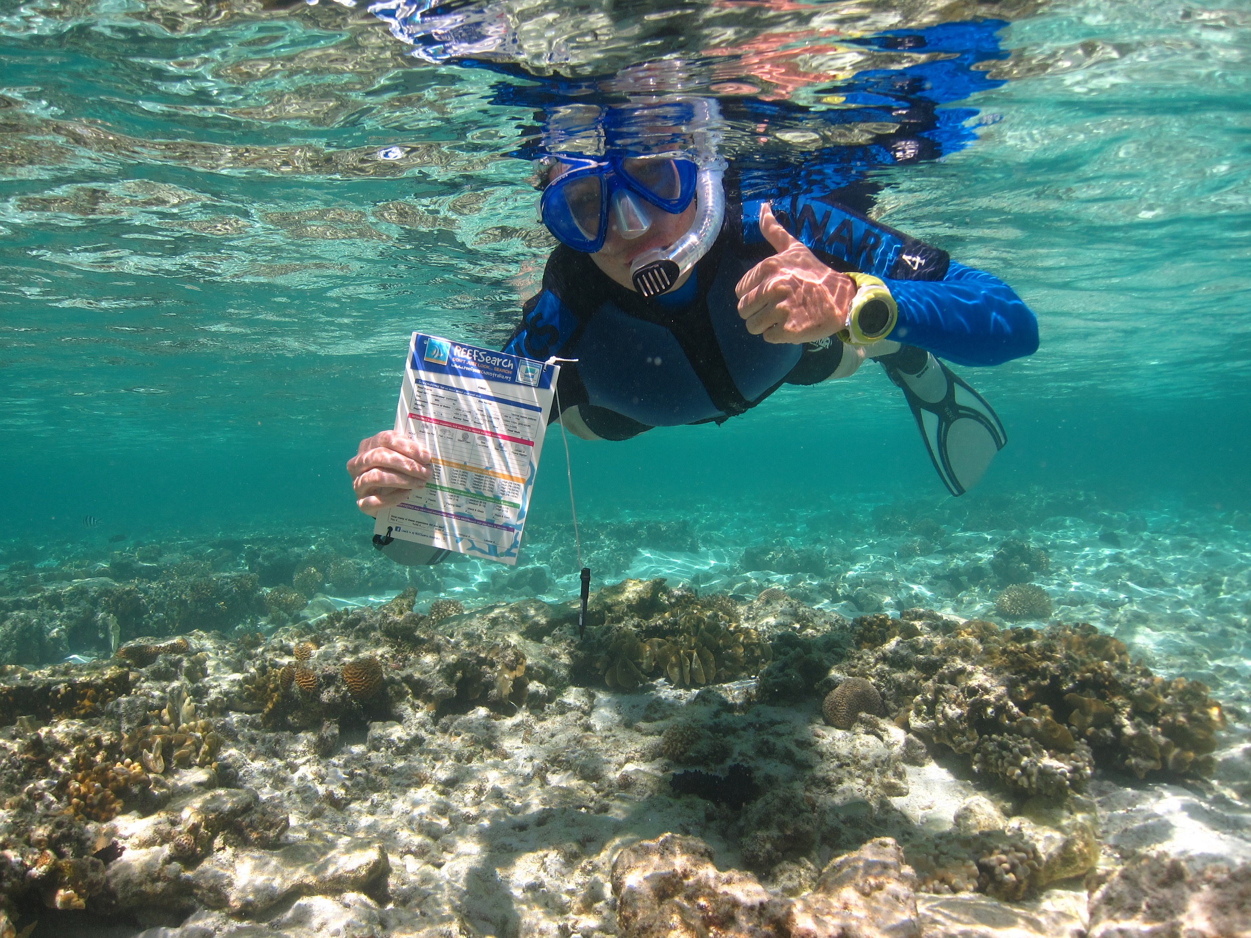 Submerge Yourself With Reef Check Australia - Reef Check Australia